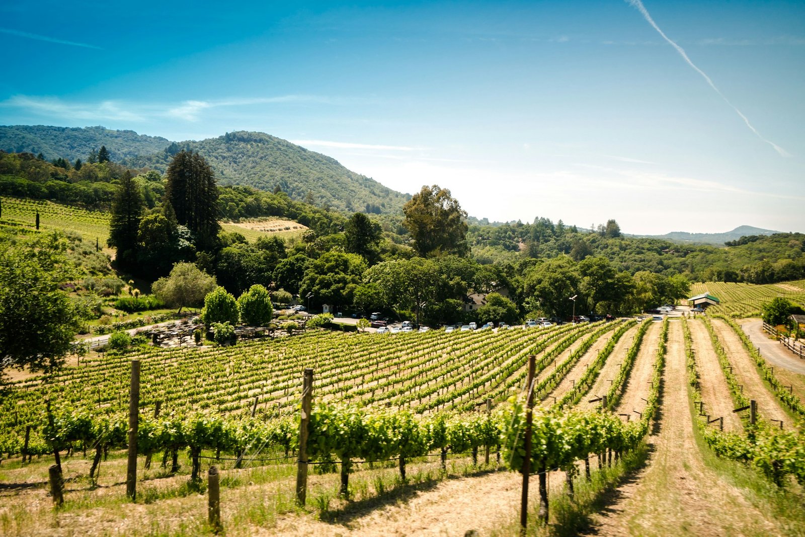Retsina is a traditional resinated wine of Greece with a history